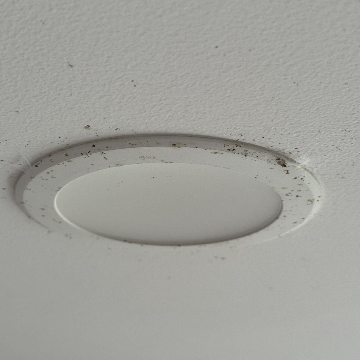 fly poop under microscope